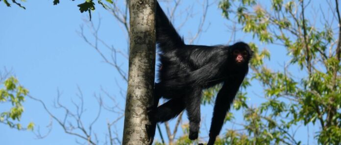 Inzamelingsactie om zwarte slingerapen in Suriname te helpen - Waterkant